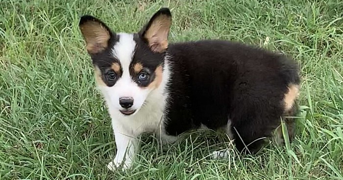 Welcome to King of Hearts Corgis.